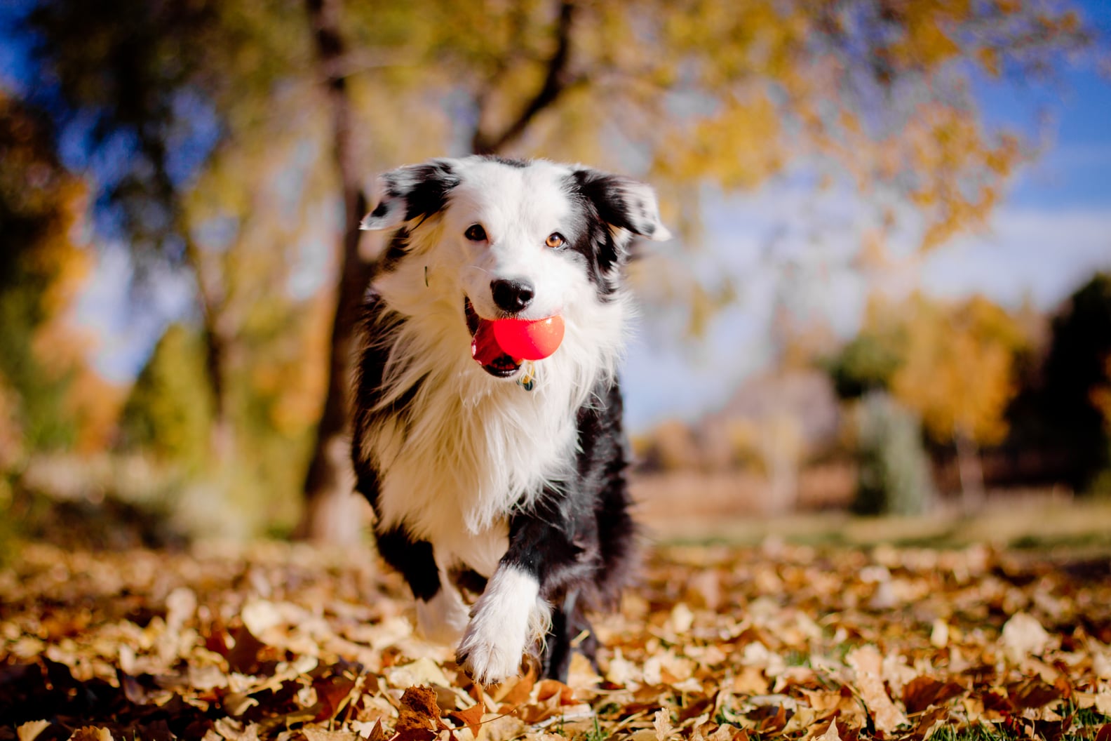Cute Photos of Dogs in the Fall | PS Pets