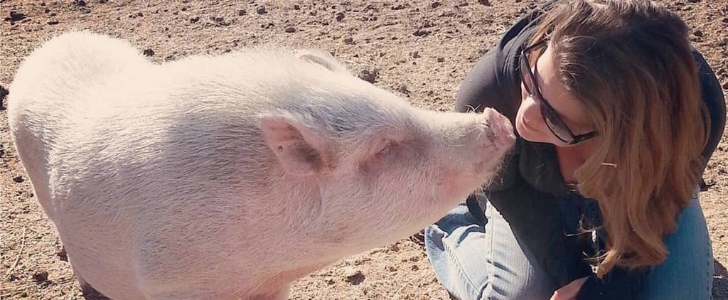 Pigs | POPSUGAR Pets