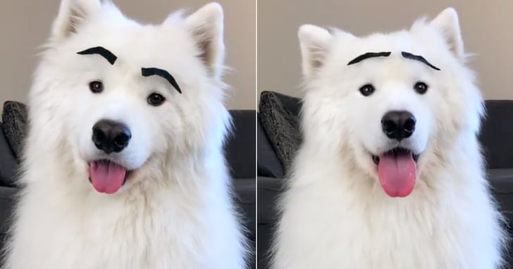 Video of a Samoyed Dog With Eyebrows on His Face | POPSUGAR Pets
