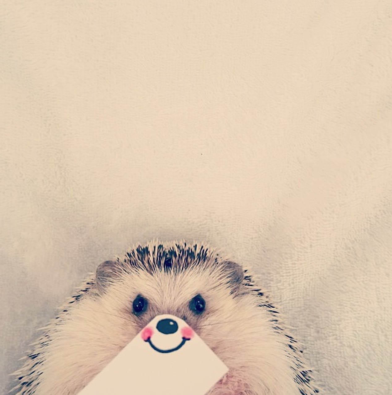 Marutaro the Hedgehog Instagram | PS Tech