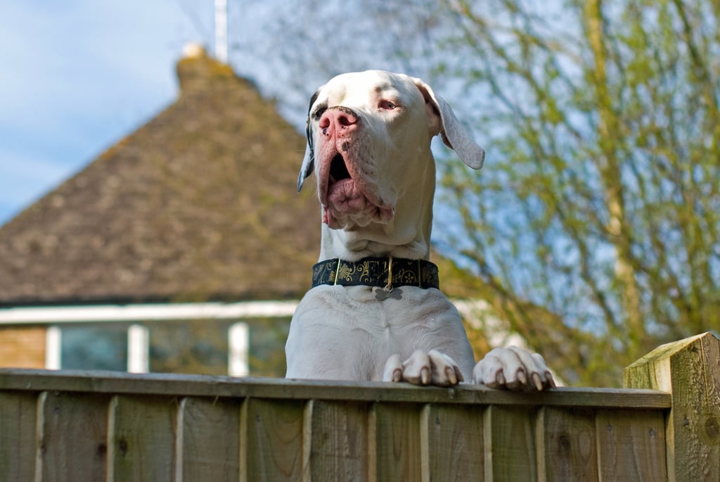 Cute Pictures of Great Danes | POPSUGAR Pets