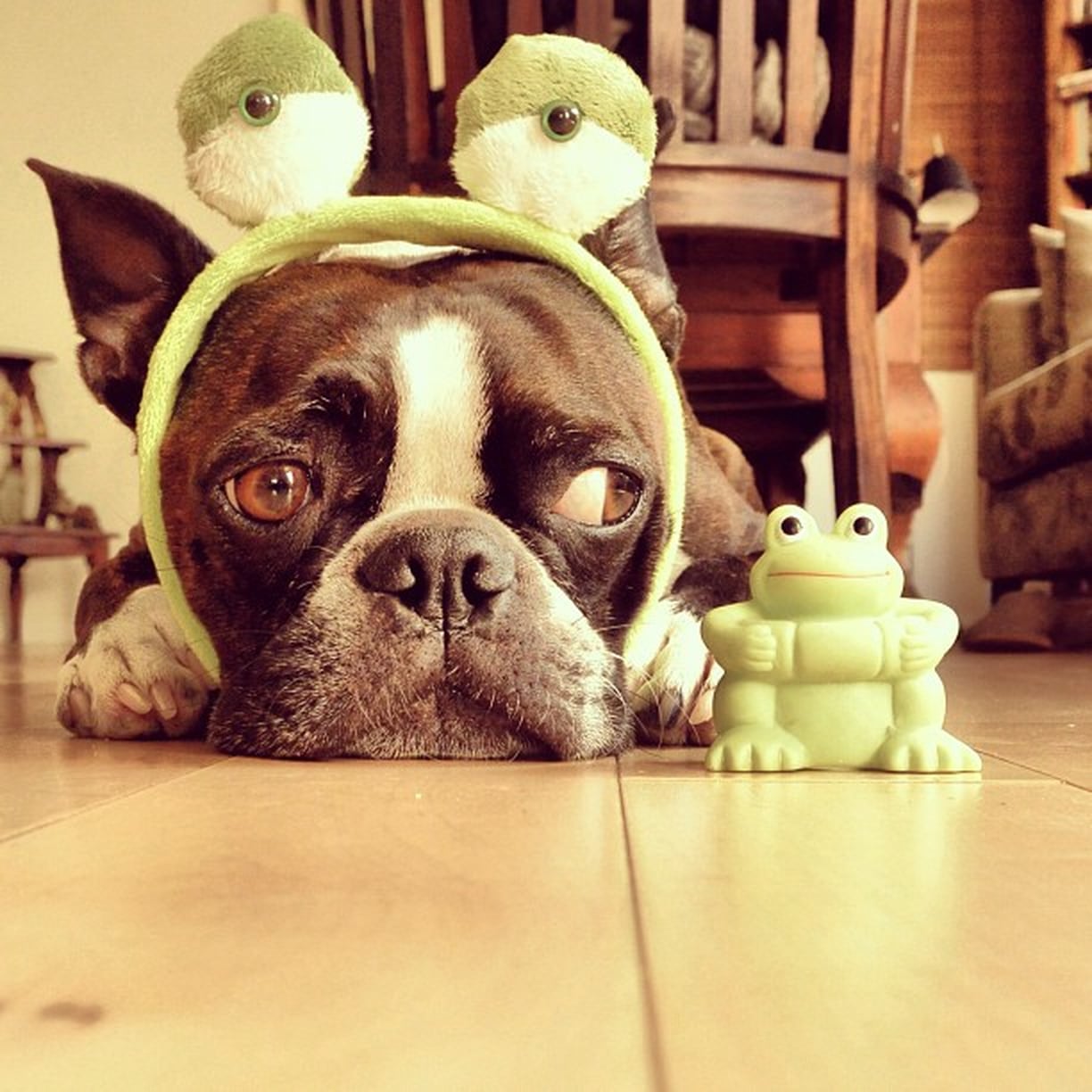 Cute Smushed-Faced Dogs | PS Pets