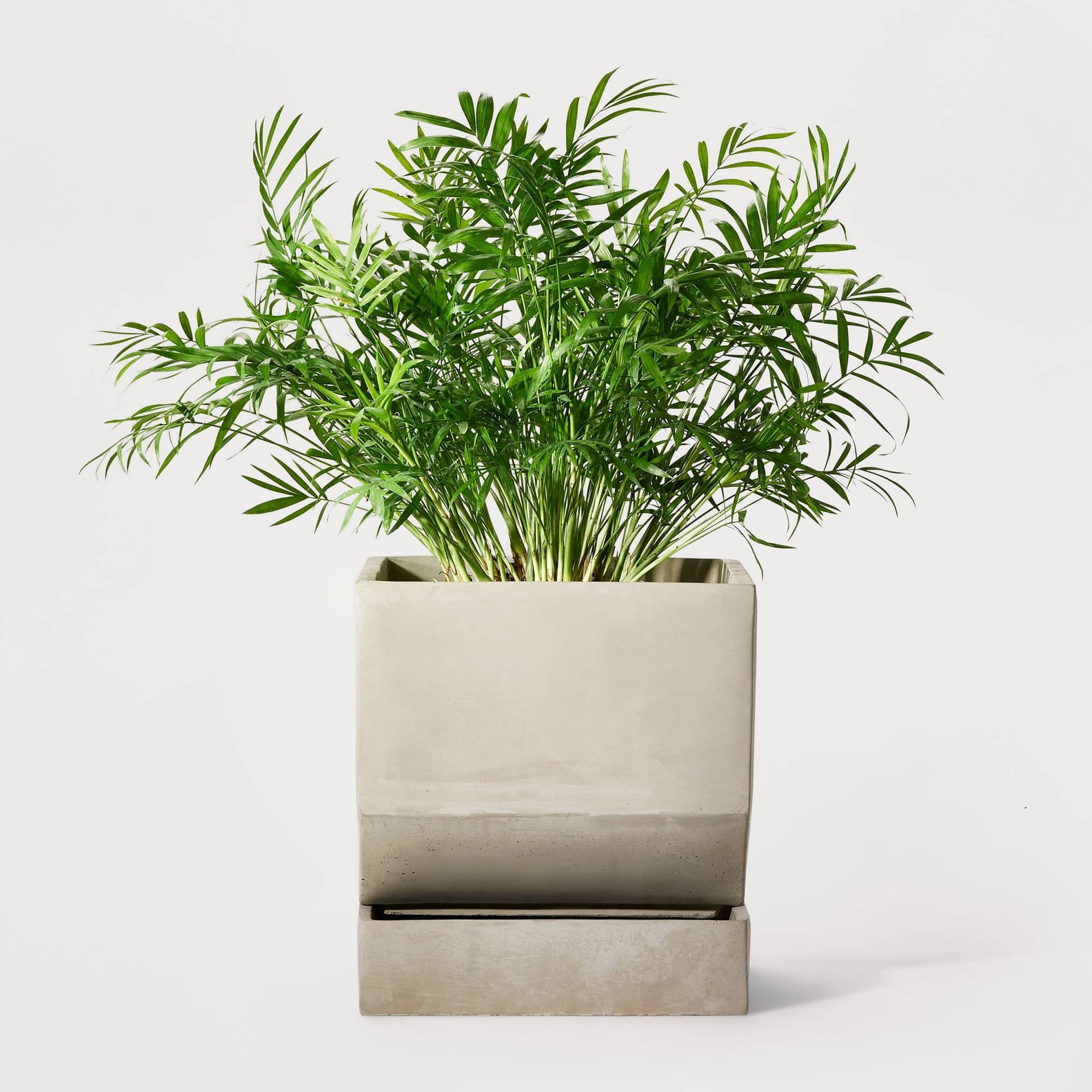 Hilton Carter For Target Home and Plant Collection | PS Home