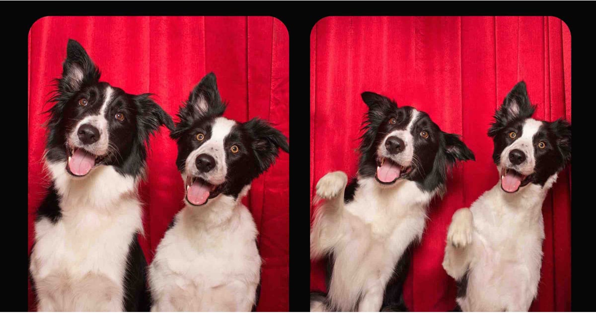 Dogs in Photo Booths | POPSUGAR Tech