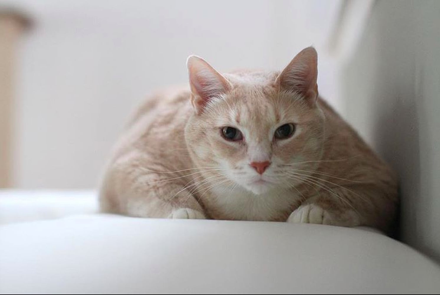 Photos of Bronson the 33-Pound Cat | PS Family