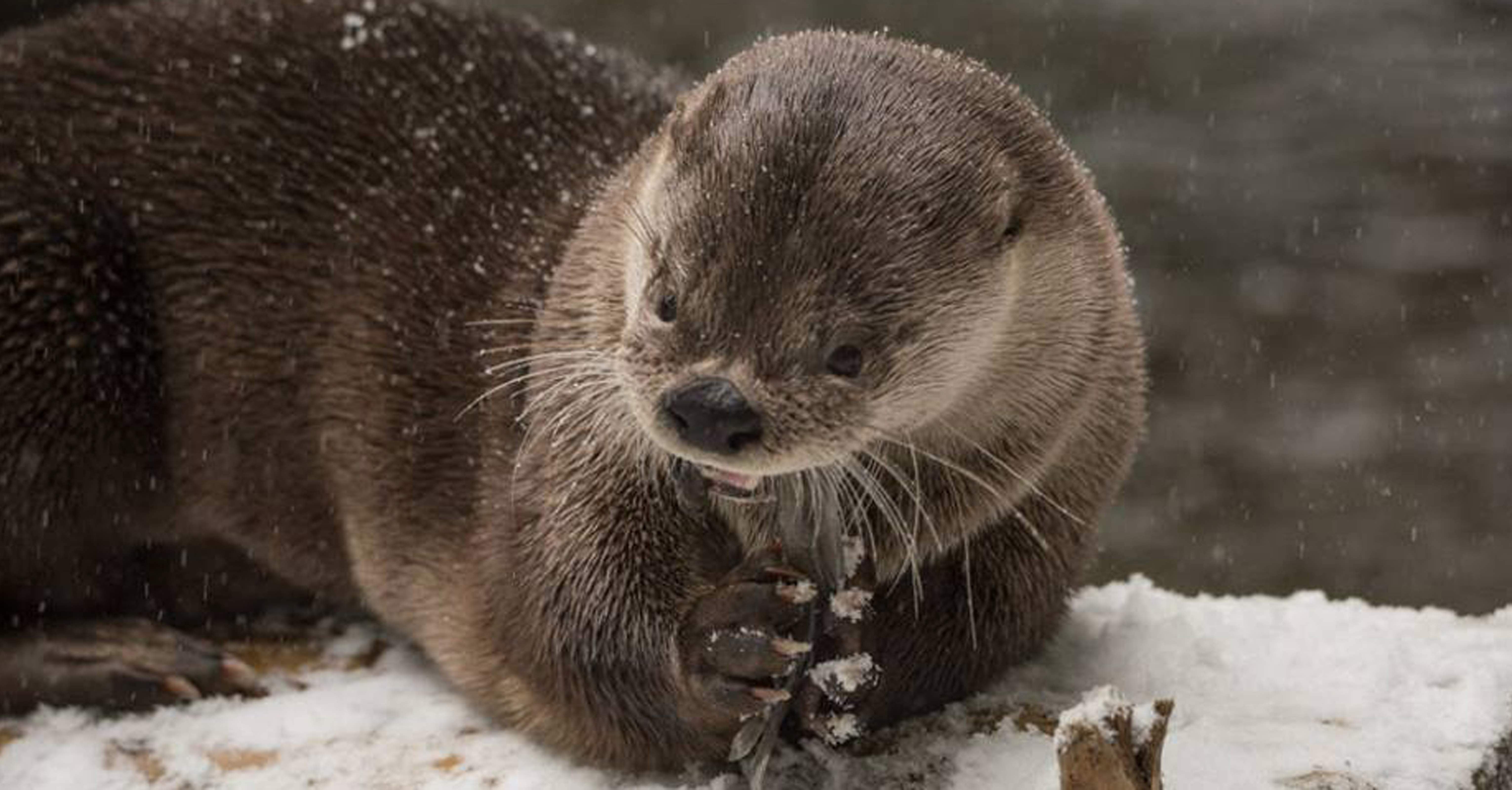Oregon Zoo Animals Playing in Snow | Video | PS Pets