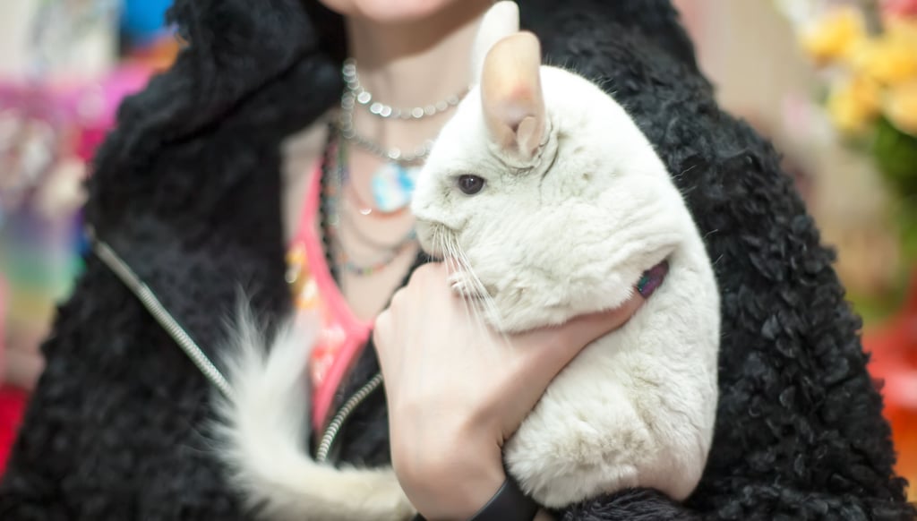 9 Best Small Pets For Cuddling | POPSUGAR Pets