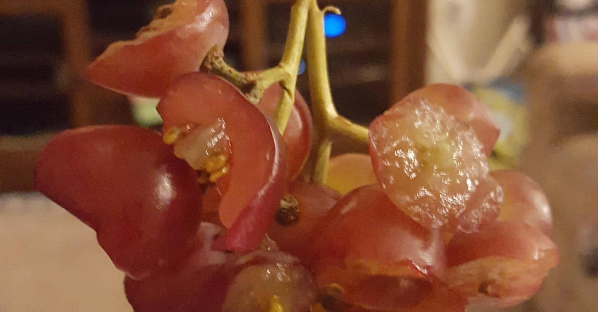 Photo of Girl's Half-Eaten Grapes | PS Family