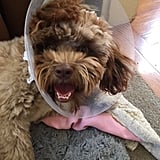 The Dog That Looks Like a Person | POPSUGAR News