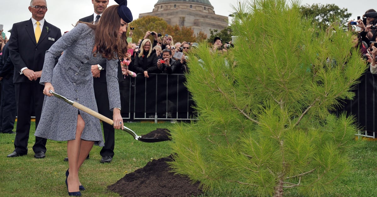 Kate Middleton Planting Trees | Pictures | PS Celebrity