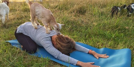 Goat Yoga Classes (Video) | POPSUGAR Fitness