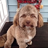 The Dog That Looks Like a Person | POPSUGAR News