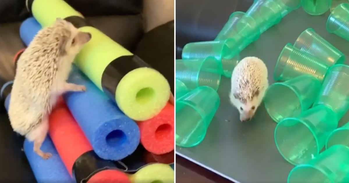 Pepper the Hedgehog Obstacle Course Videos | POPSUGAR Pets