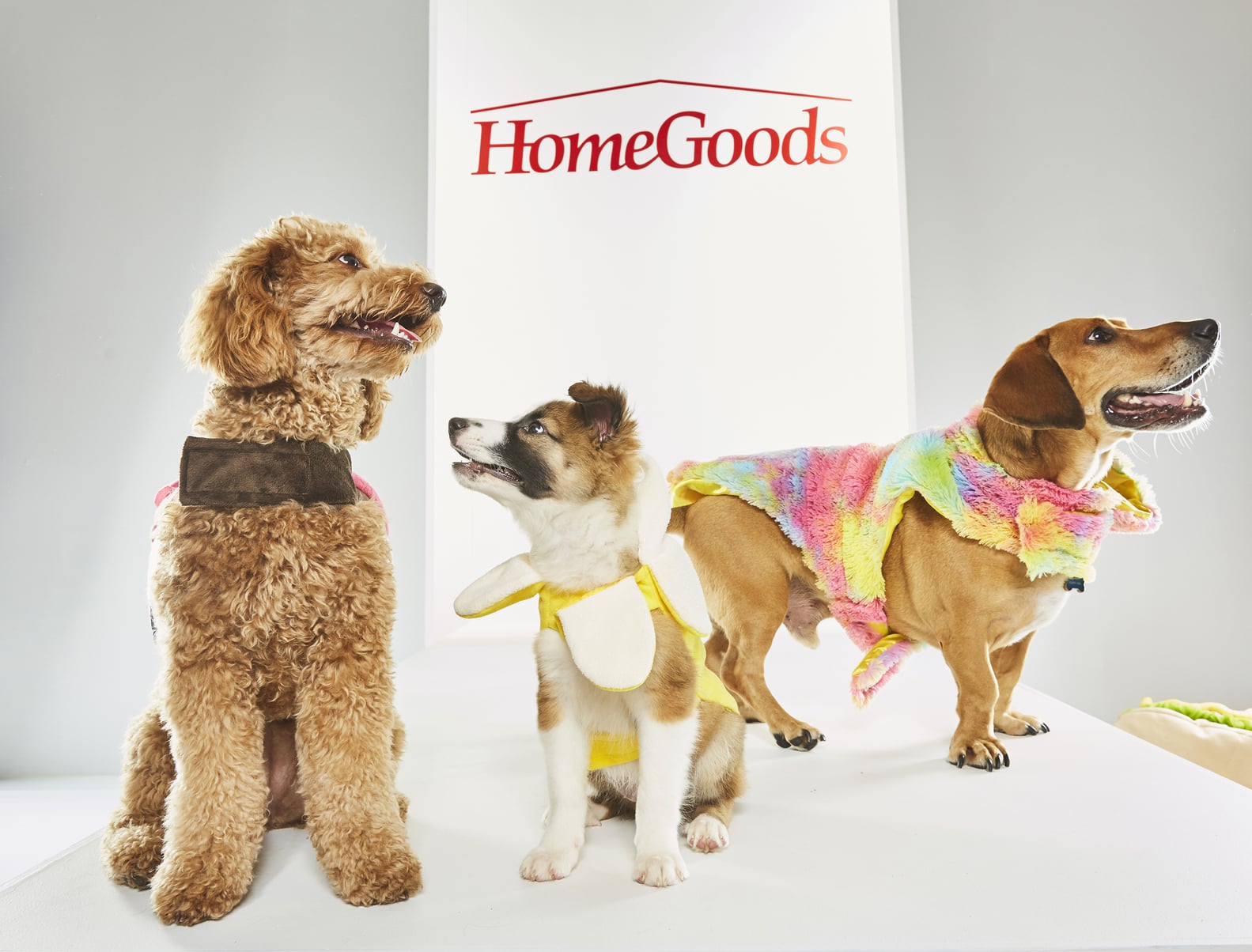 Pet Halloween Costumes From HomeGoods | PS Home