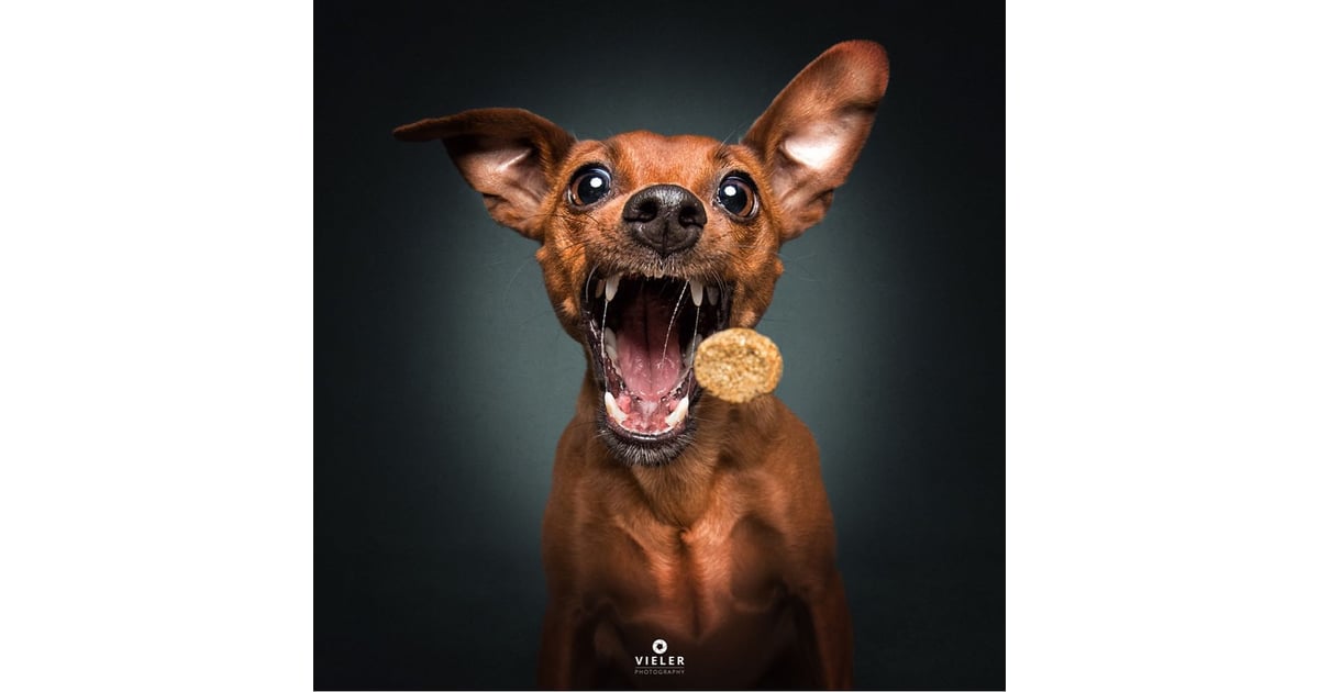 Dogs Catching Treats Photo Series | POPSUGAR UK Parenting Photo 93
