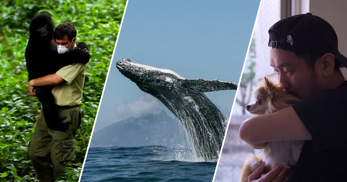 15 Must-See Animal Documentaries on Netflix | PS Pets
