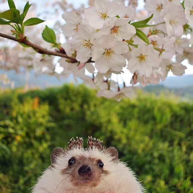 Marutaro the Hedgehog Instagram | PS Tech