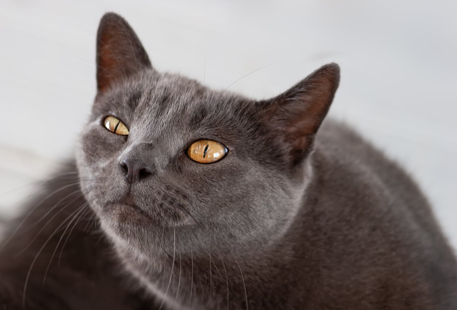 Funny Photos of Evil Cats | PS Pets