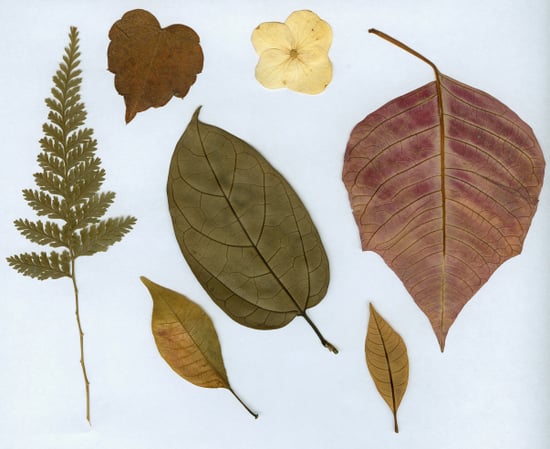 How to Press Leaves and Flowers | POPSUGAR Smart Living