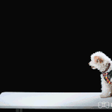 Dogs Doing Harry Potter Spells | POPSUGAR Pets