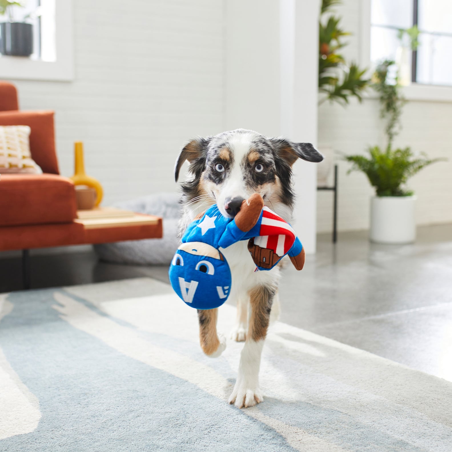 Chewy Disney, Pixar, Marvel, Star Wars Pet Products | PS Pets