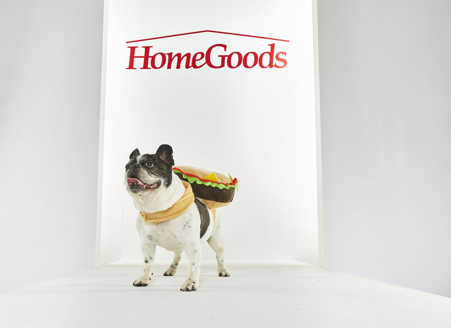 Pet Halloween Costumes From HomeGoods | PS Home