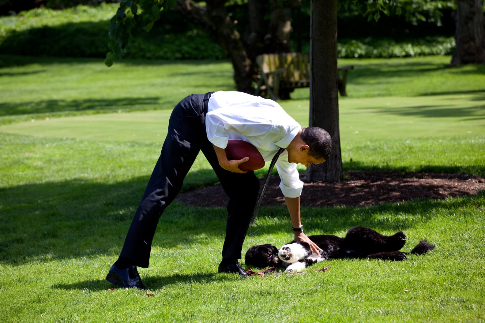 Pictures of Bo and Sunny Obama | PS Pets