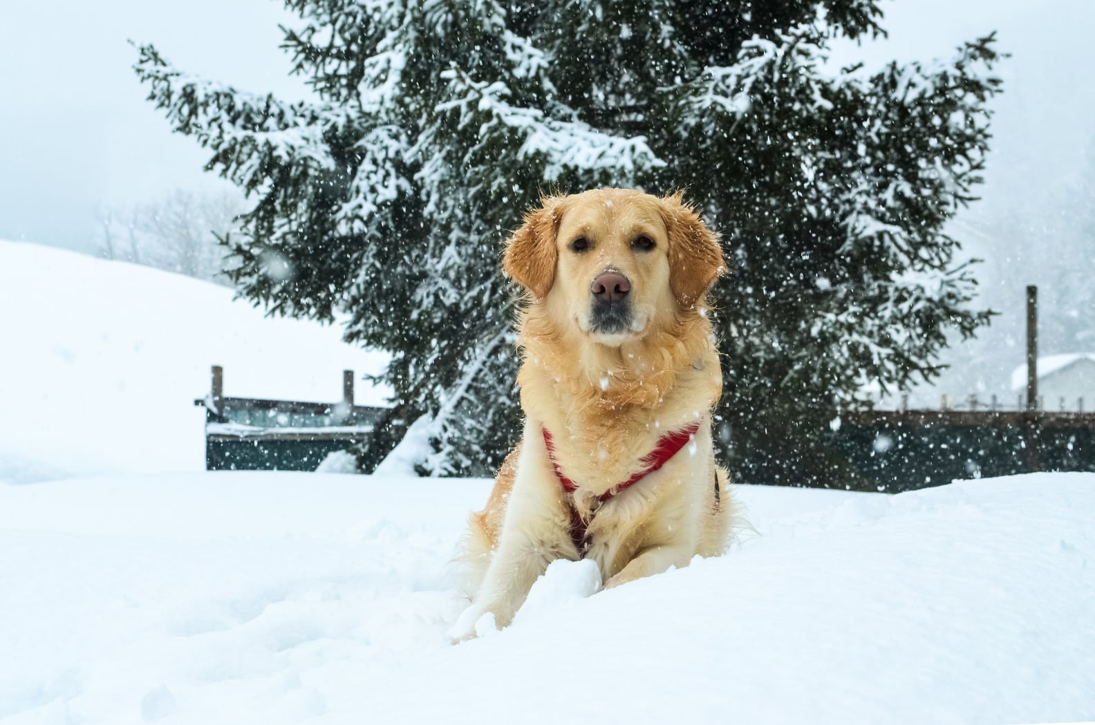 Cute Photos of Dogs in the Winter | PS Pets
