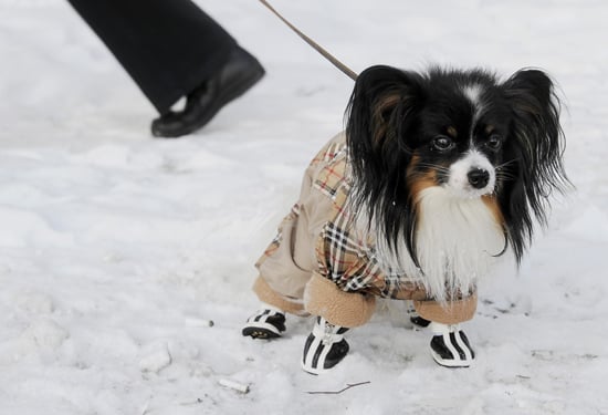 Photos of Cute Dogs Wearing Puffy Coats | POPSUGAR Pets