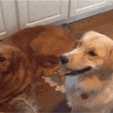 Golden Retriever GIFs | POPSUGAR Pets