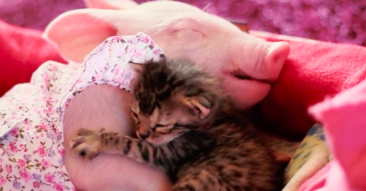 Kitten and Piglet Friends | Video | PS Pets