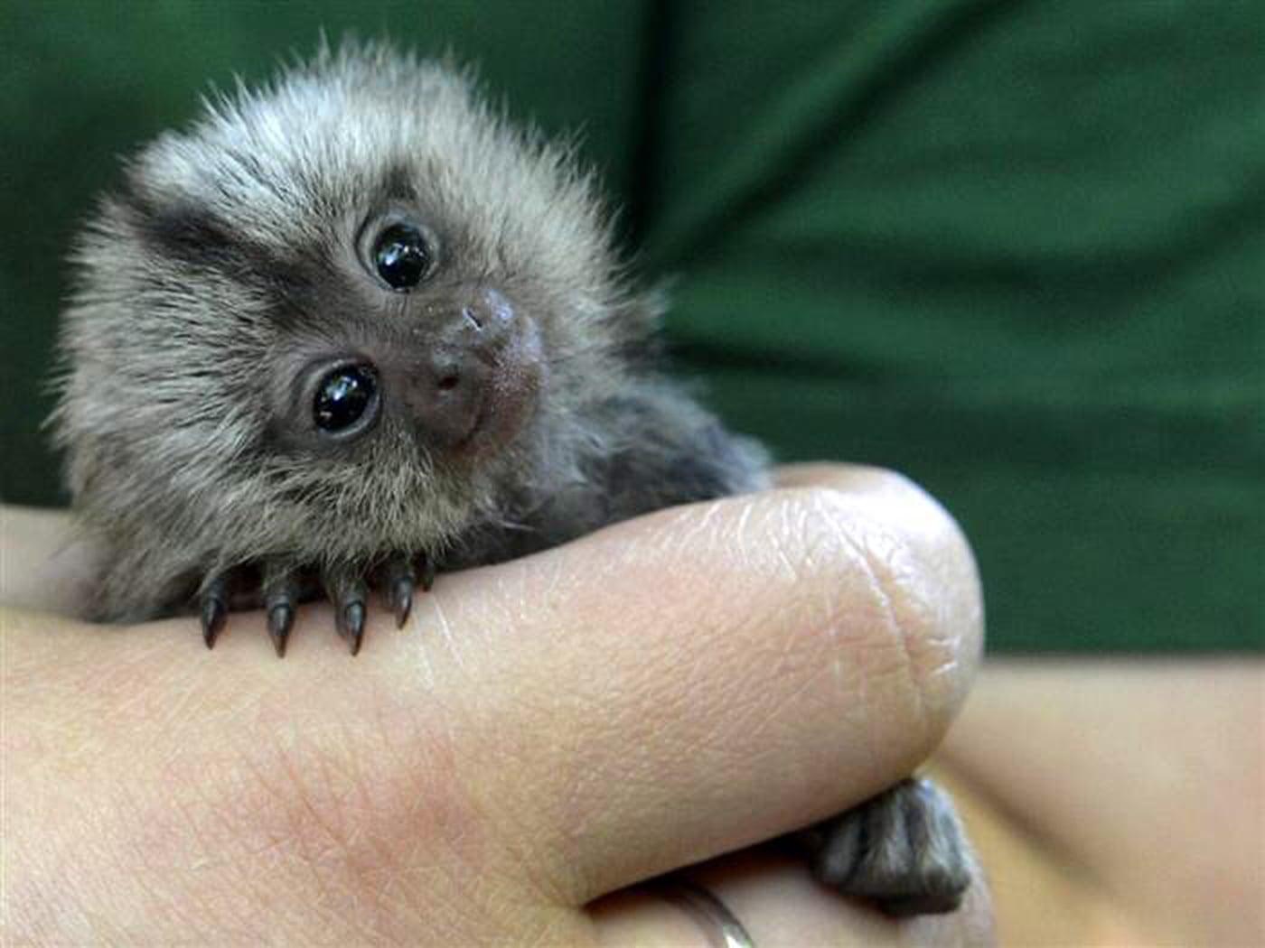 Cute Animal Pictures | PS Pets