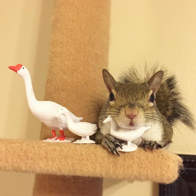 Pet Squirrel Instagram | PS Pets