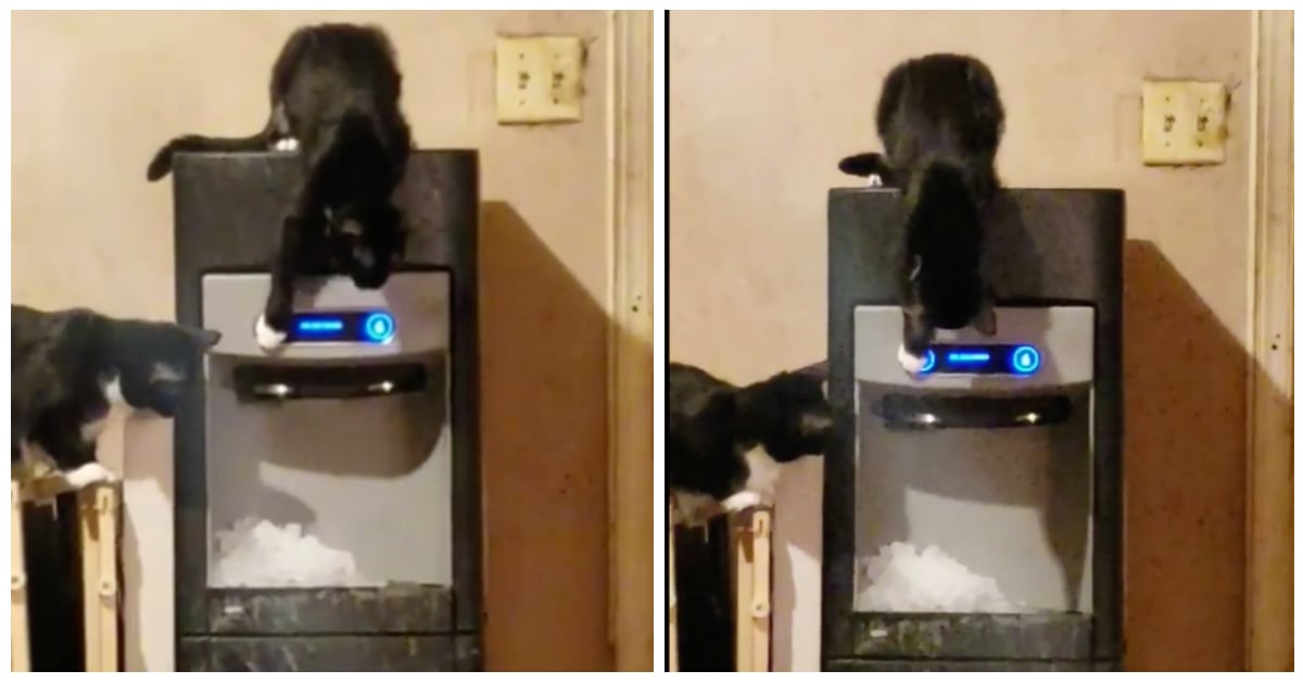 Cats Playing With the Ice Machine | Video | POPSUGAR Pets