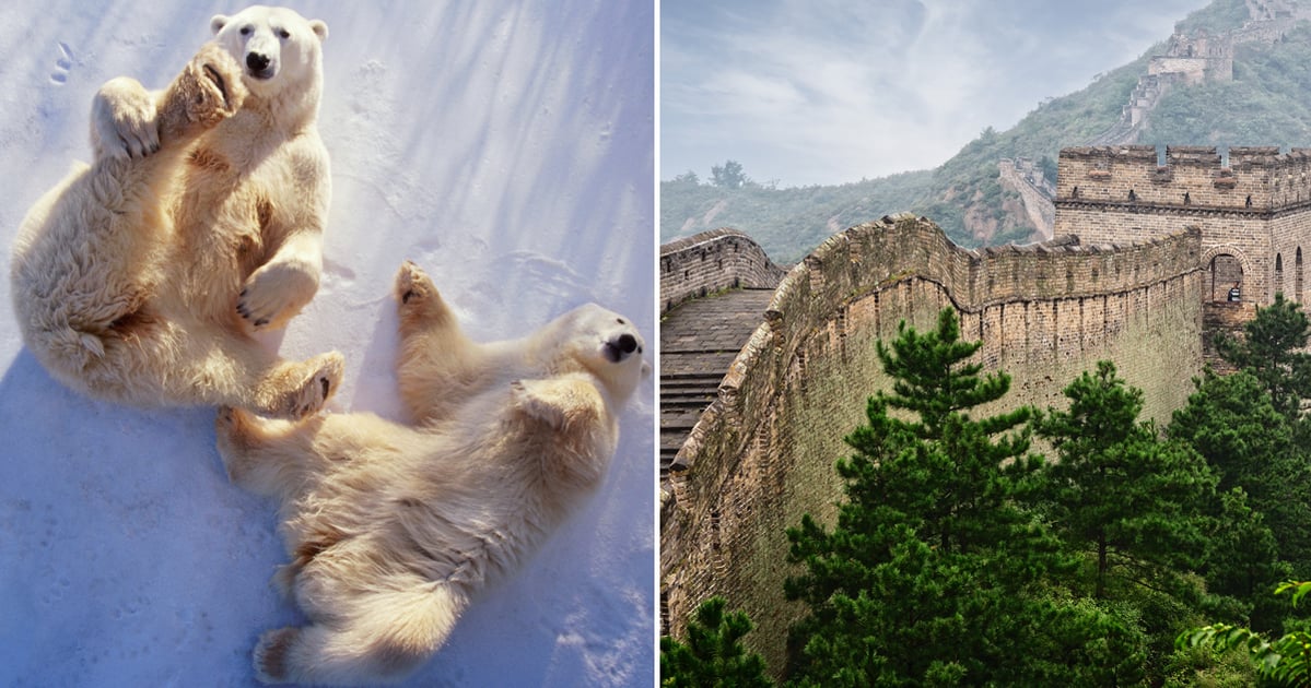 Virtual Field Trips to Take With Kids: Zoos, Aquariums, More | PS Family