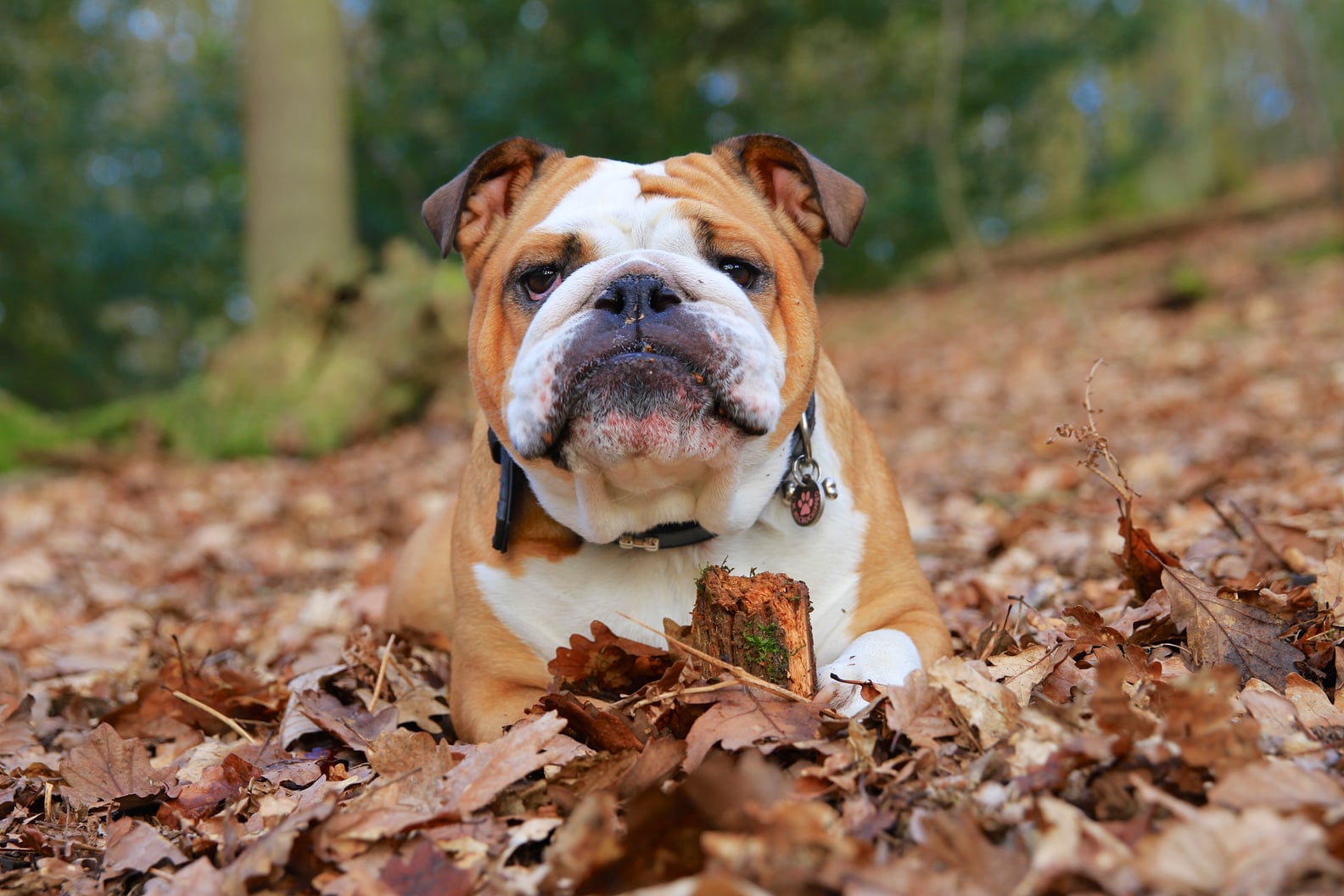 Cute Photos of Dogs in the Fall | POPSUGAR Pets