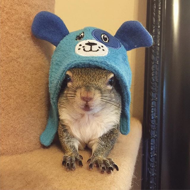Pet Squirrel Instagram | POPSUGAR Pets
