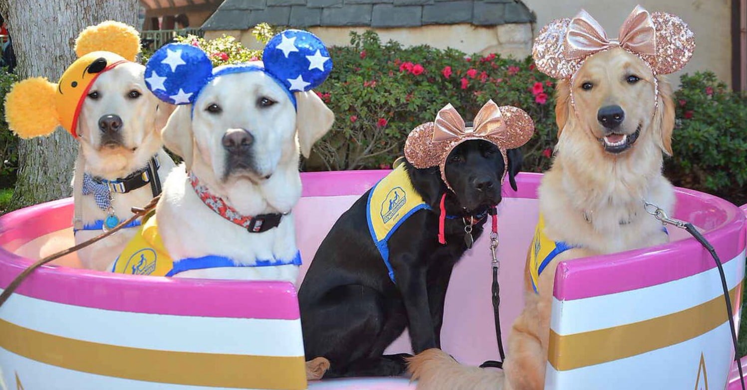 Photos of Service Dogs at Disneyland 2018 | PS Smart Living