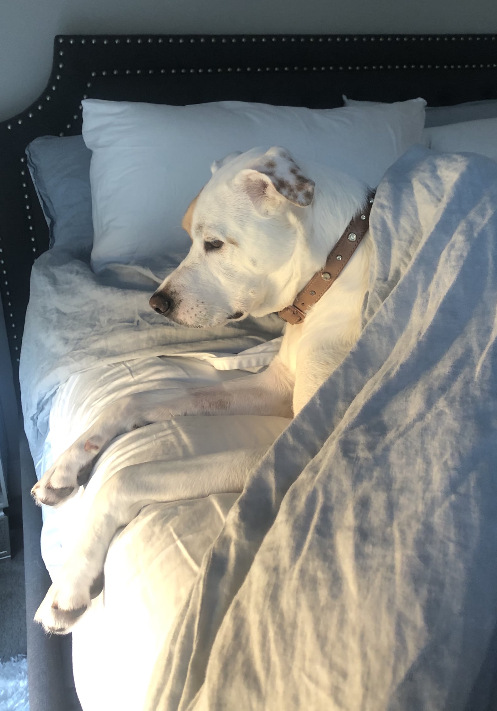 Sydney Sweeney Social Distancing With Her Dog | Photos | PS Celebrity