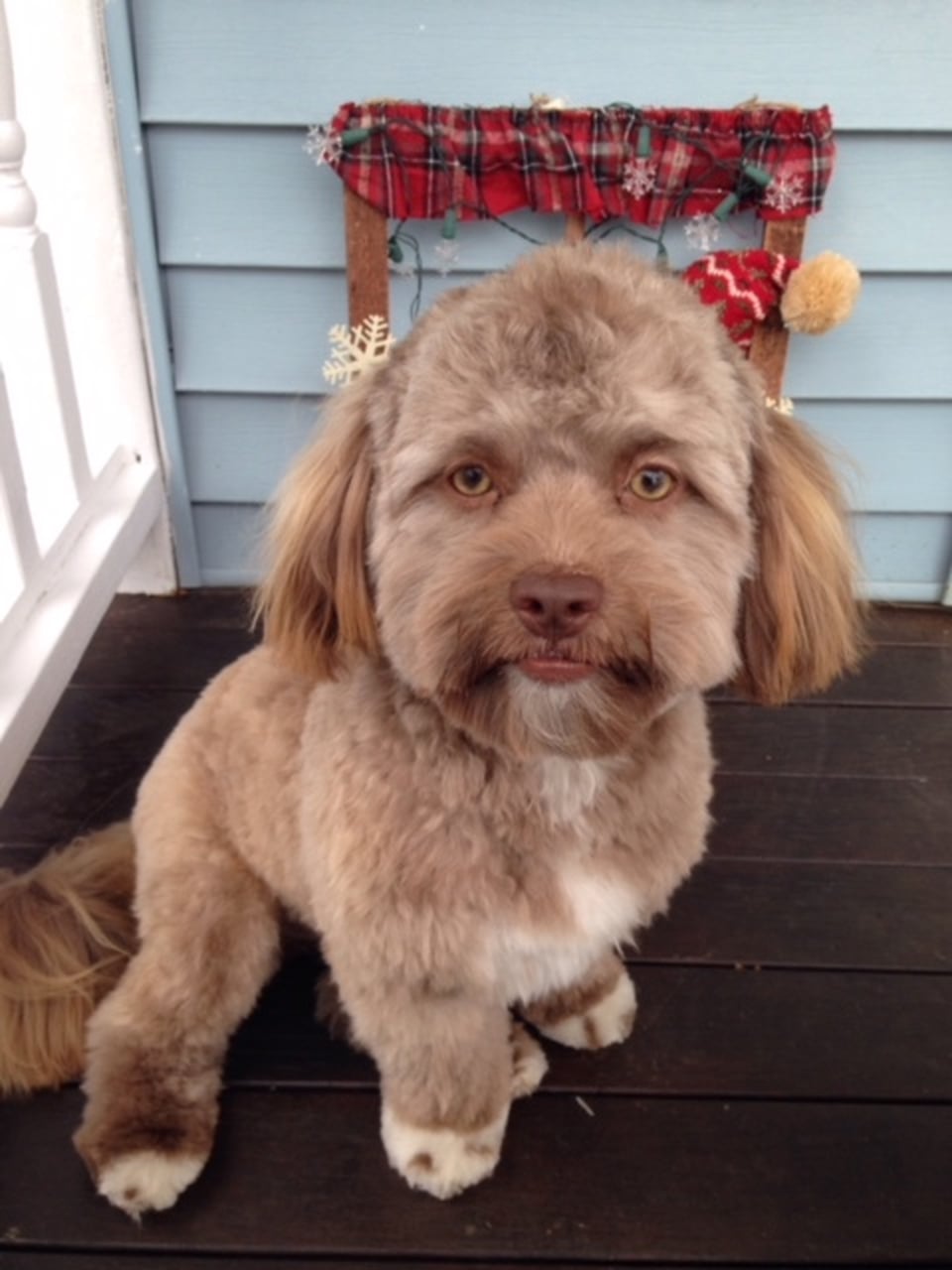 The Dog That Looks Like a Person | PS News