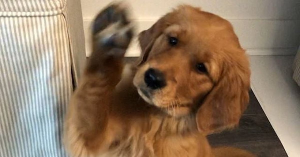 Funny Videos of Golden Retrievers | POPSUGAR Family