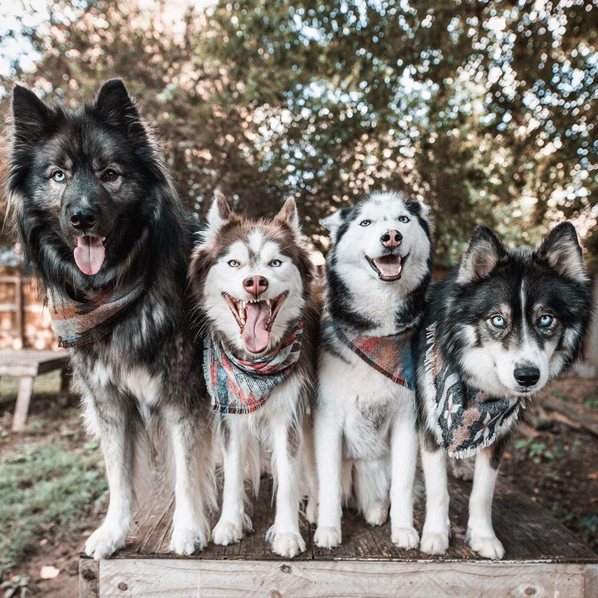 4 Husky Dog Siblings Who Pose For Pictures Together | PS Pets