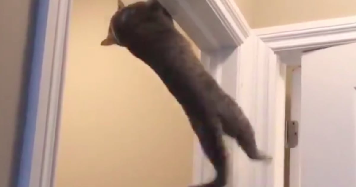 Cat Doing Pull-Ups | POPSUGAR Family