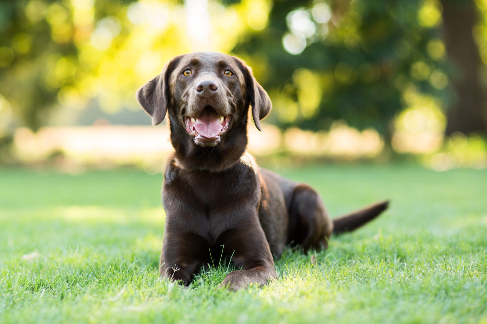 Which Dog Breed Are You by Zodiac Sign | PS Pets