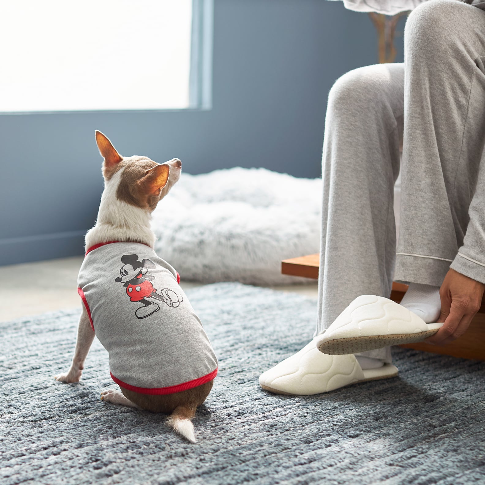 Chewy Disney, Pixar, Marvel, Star Wars Pet Products | PS Pets