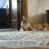 Funny Cat GIFs | POPSUGAR Tech