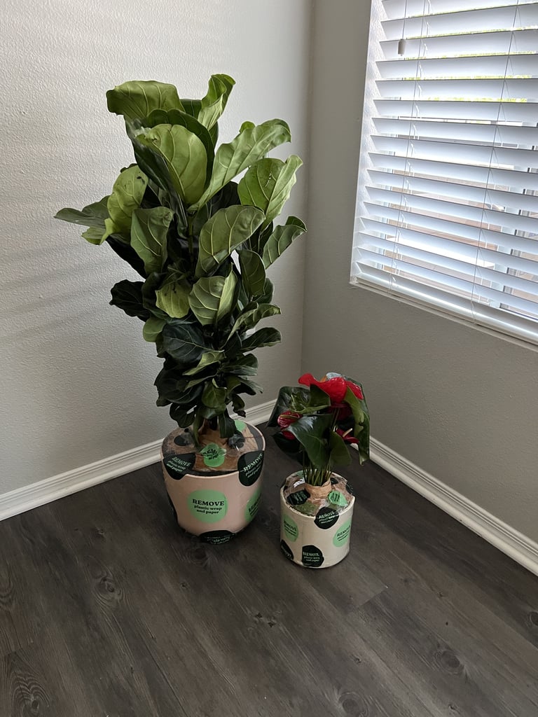 Easyplant Self-Watering Plants Review With Photos | POPSUGAR Home UK