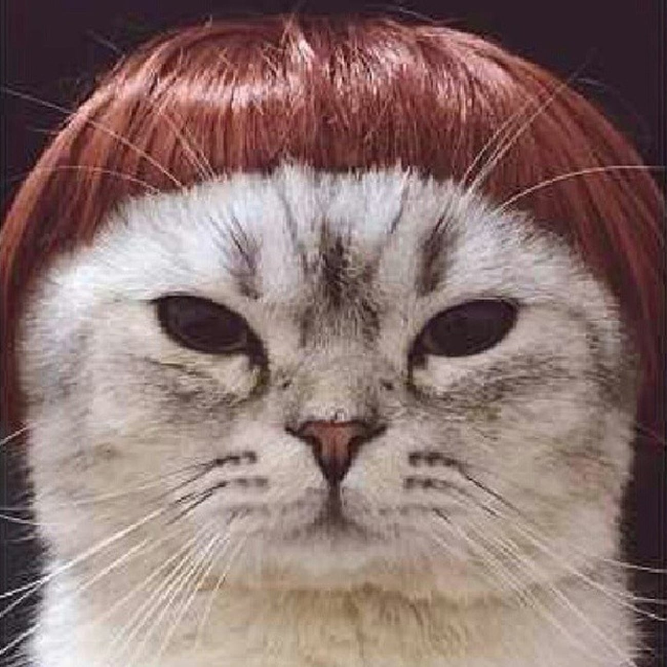 Cats Wearing Wigs | PS Pets