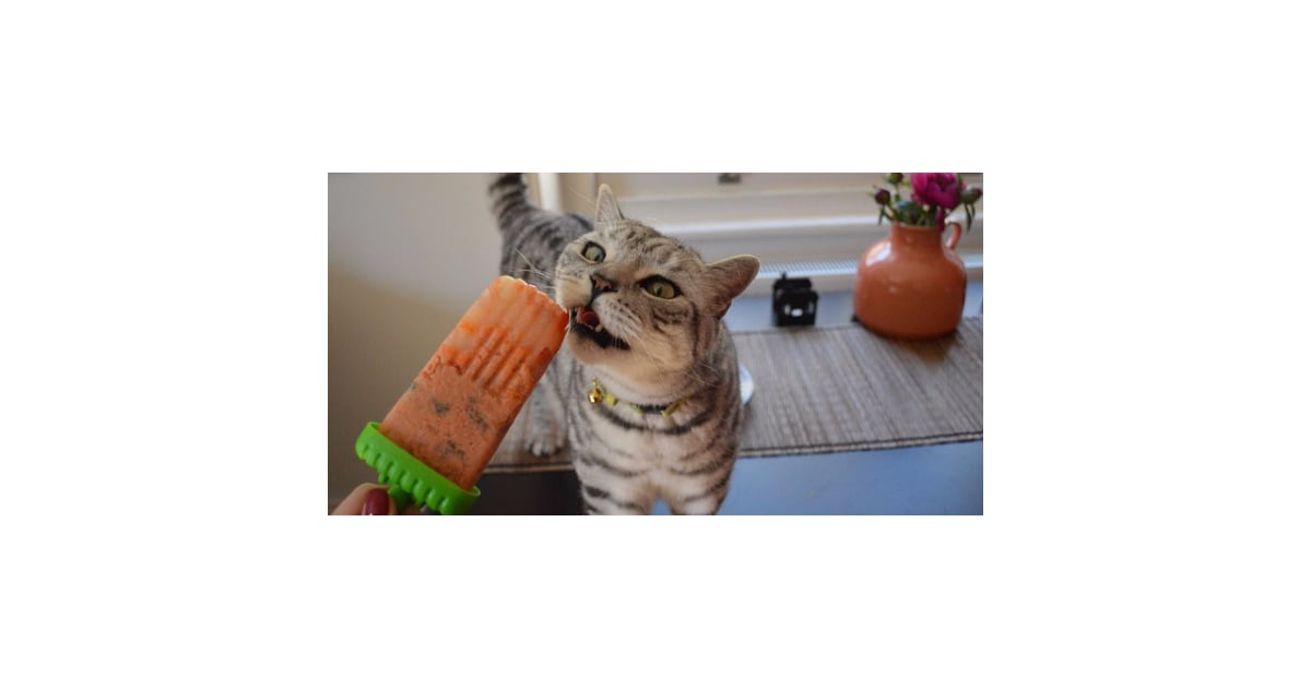 Homemade Salmon Popsicle Cat Treat | POPSUGAR Pets