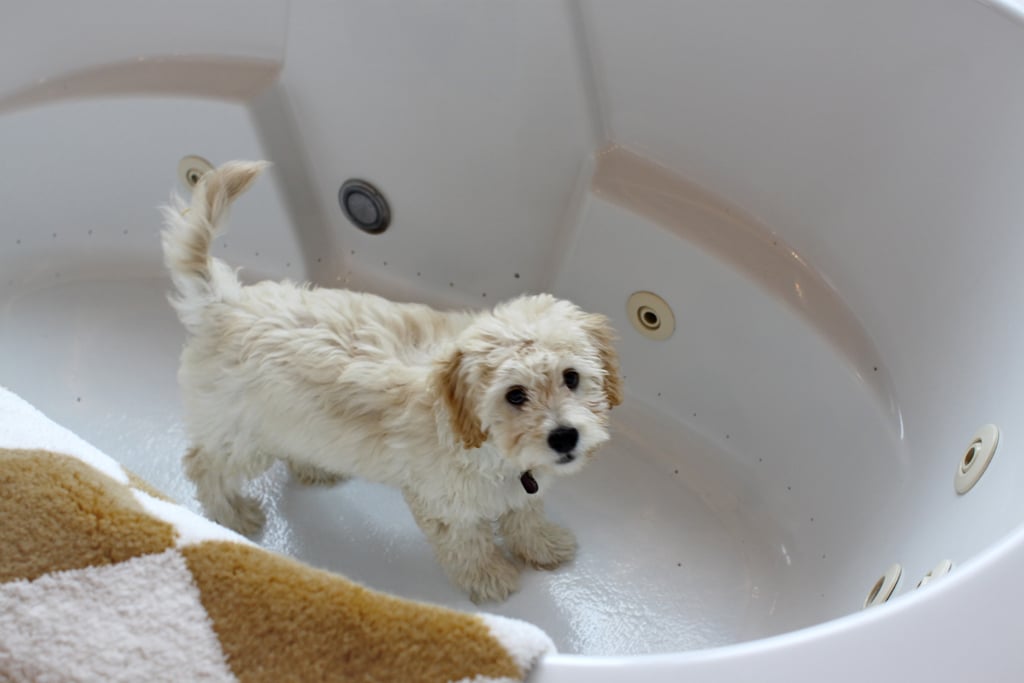 Cute Pictures of Goldendoodles | POPSUGAR Pets